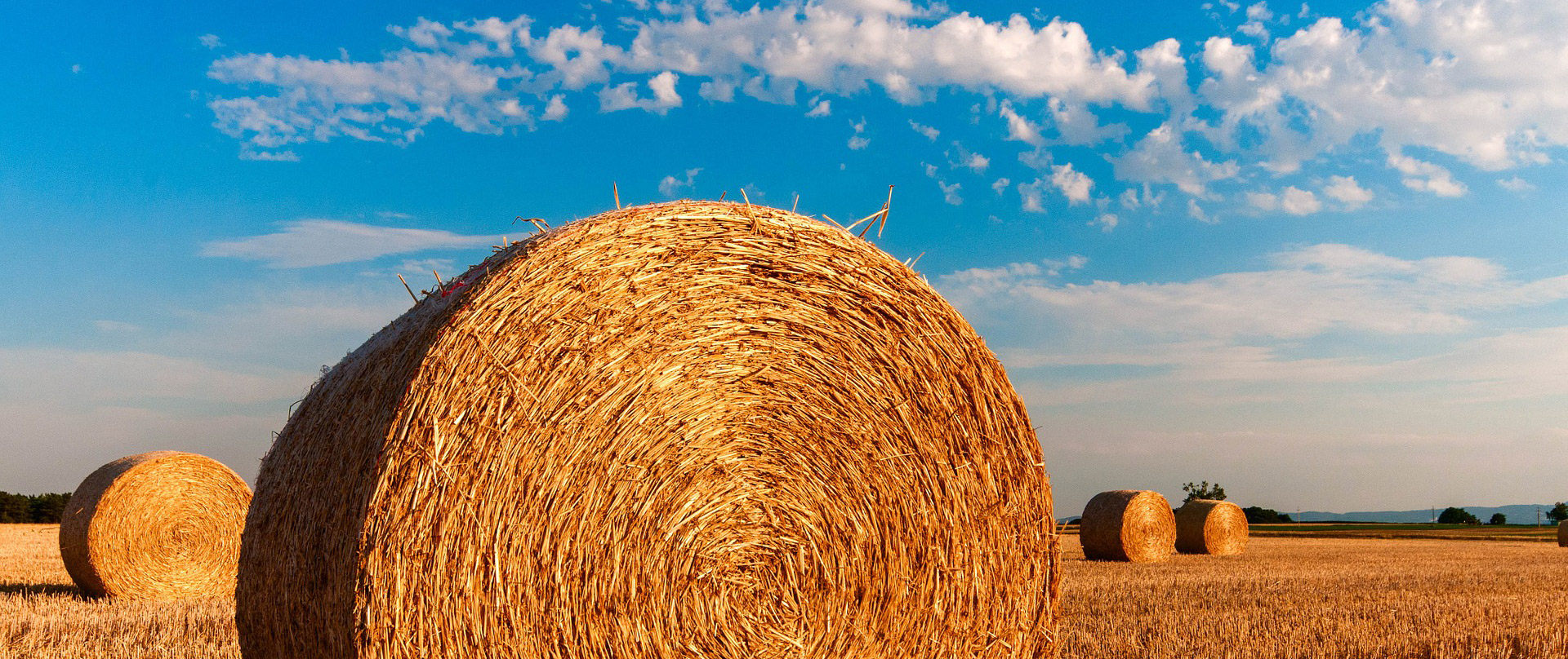 Mega Feeds | Animal feed manufacturing and distributionMega Feeds ...