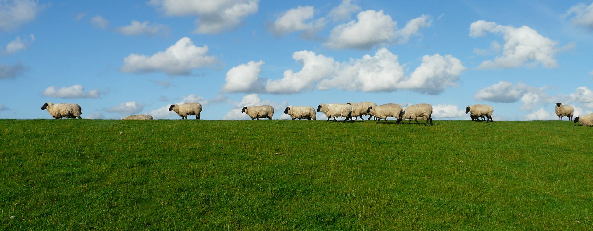 Mega Feeds | Animal feed manufacturing and distributionMega Feeds ...